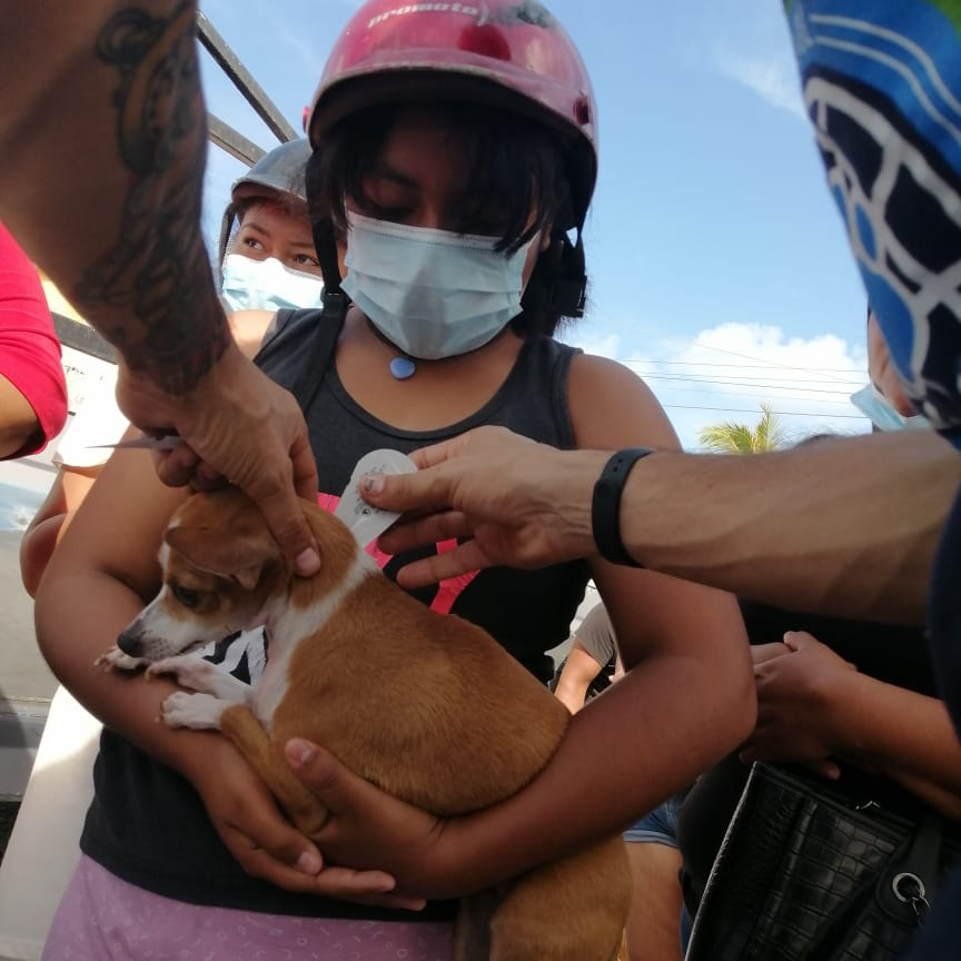 Isla Animals Rescue or Tourist Attraction? – Isla Animals