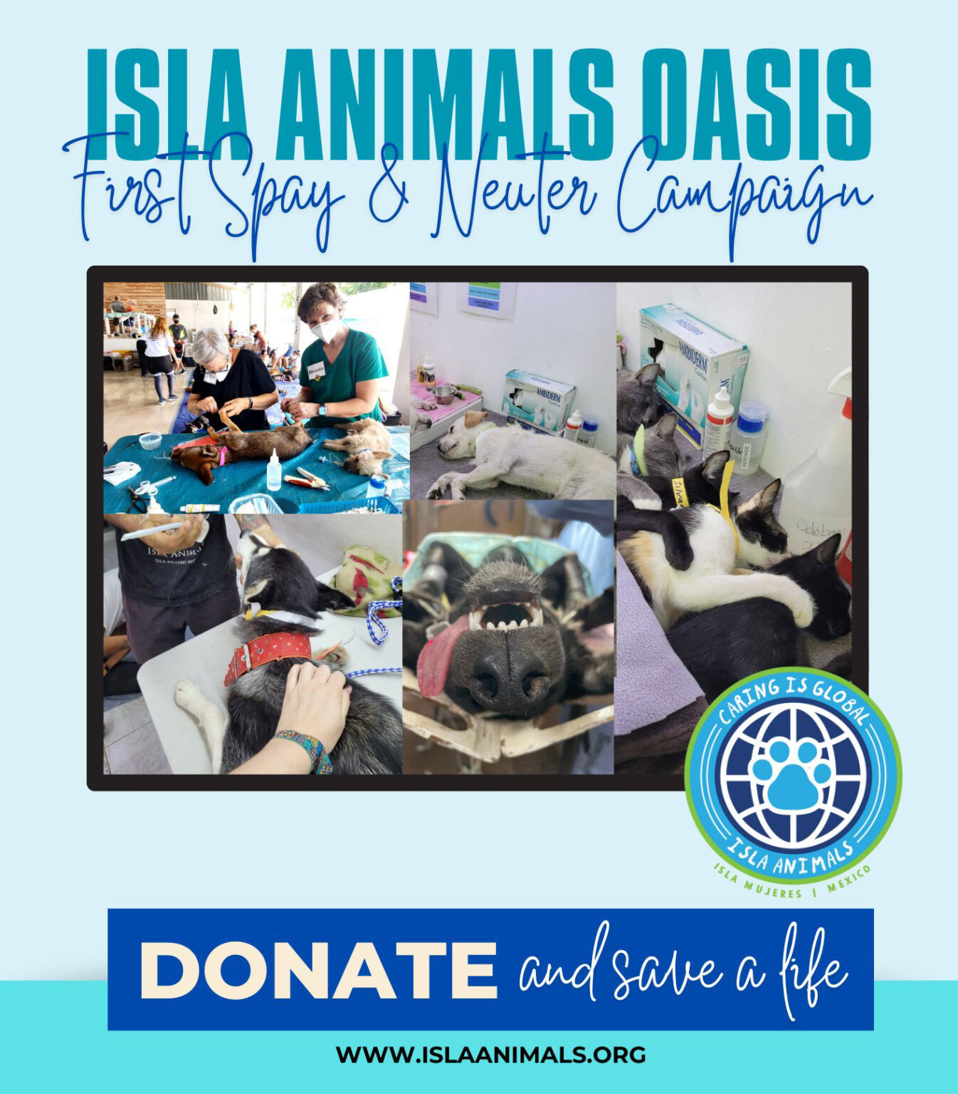First Isla Animals Oasis Spay & Neuter Campaign – Isla Animals
