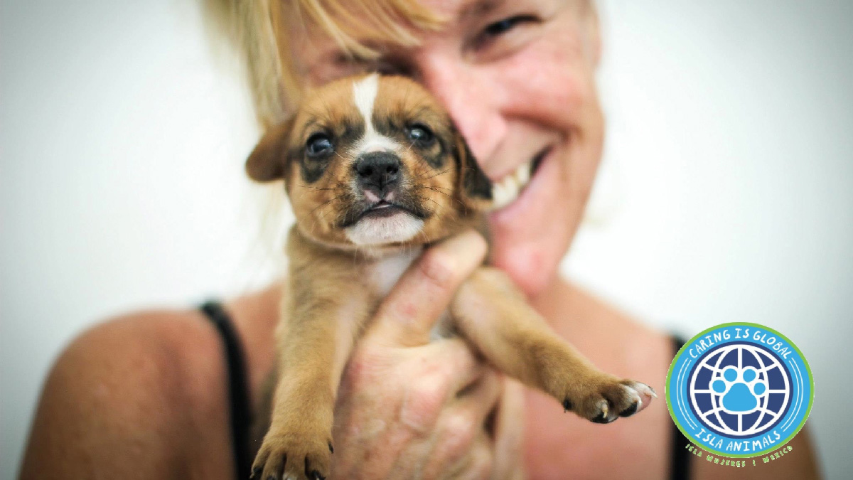 Isla Animals – Dog Rescue in Mexico – Caring Is Global